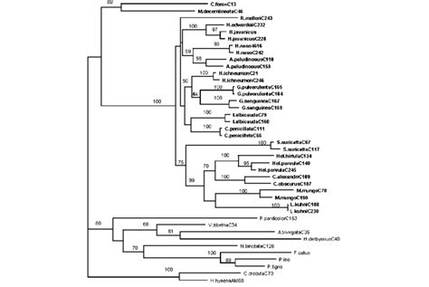 ML tree À ln L ¼ The tree was generated using GTR model Download Scientific