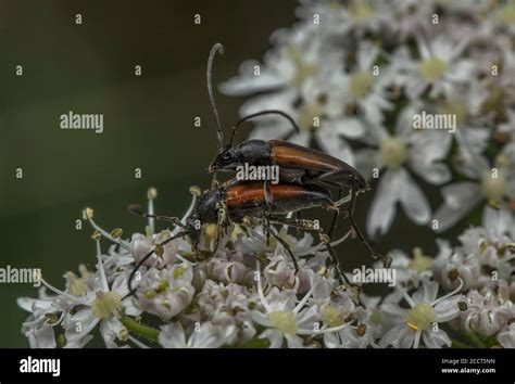 Longhorn Beetles Hi Res Stock Photography And Images Alamy