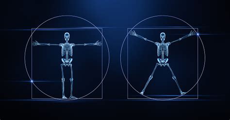 인간 남성 골격의 두 개의 전방 또는 정면 보기는 파란색 배경에 3d 렌더링 그림입니다 골격 또는 뼈 시스템 해부학 의료 과학 생물학 골학 개념 3d 스캔에 대한 스톡 사진