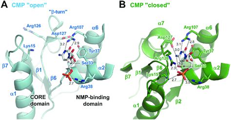 Interaction With CMP In The CMP Open Complex A And The CMP Closed Download Scientific
