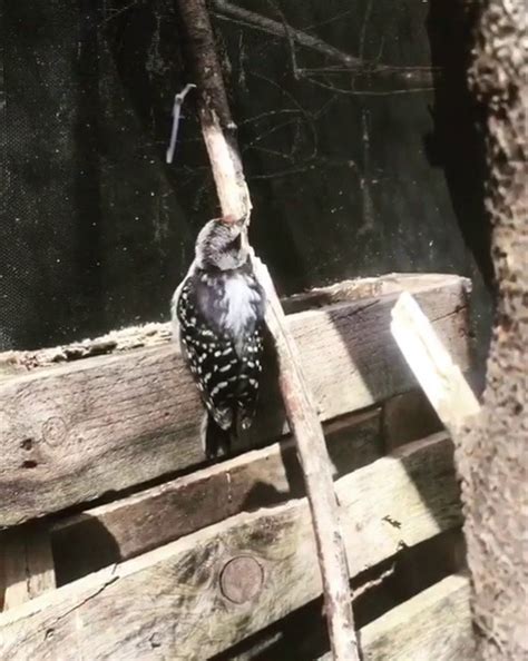 Woodpecker Take A Peek And Do A Chirpchirp Tumbex