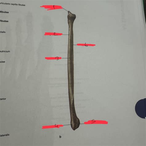 Görsel Fibulae Lateral Quizlet