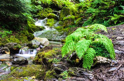 Nature Free Stock Photo Public Domain Pictures