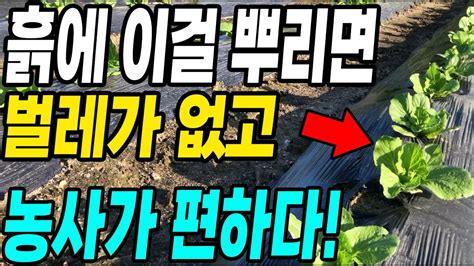 김장배추 심은 흙에 이걸 뿌리면 벌레가없어서 농사가 편해요 벌레걱정 덜하고 작물이 튼튼하게 자라 농사대박 Youtube