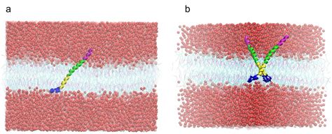 Coarse Grained Ire1 516 571 In 50 50 Dopc Popc Membrane A Ire1 Download Scientific