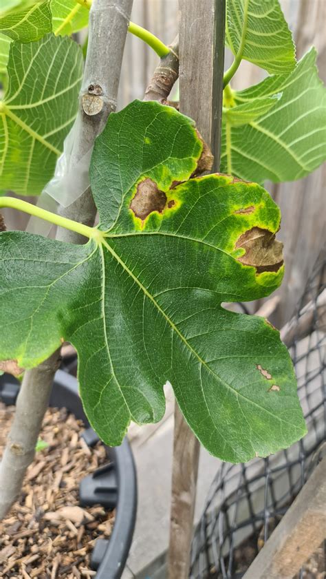 any idea whats causing this r gardeningaustralia