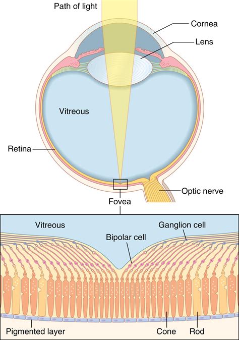 The Eye Ii Receptor And Neural Function Of The Retina Clinical Tree
