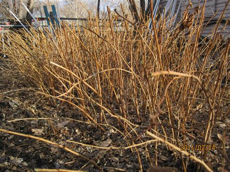 swift s gardening blog swift horticultural enterprises llc pruning