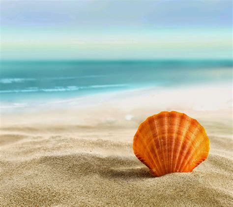 Brown Clam Shell Sea Hd Wallpaper Wallpaper Flare