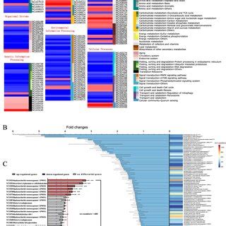 A Heatmap Profile Of DEGs From Most Annotated KEGG Pathways In MttA Vs