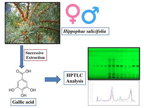 Determination Of Dioecy In Hippophae Salicifolia By Evaluating Gallic Acid Content Through A