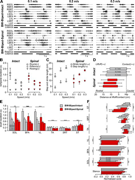Figure 4 From The Spinal Control Of Backward Locomotion Semantic Scholar