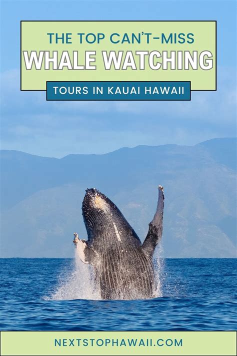 Discover Whales In Kauai Hawaii With The Best Na Pali Coast Boat Tours Whale Watching Kauai
