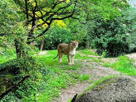 Basel Zoo The Complete Guide To Visiting 2025 Basel Zoo The Complete Guide To Visiting 2025