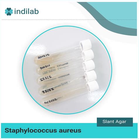Jual Kultur Bakteri Isolat Murni Staphylococcus Aureus S Aureus