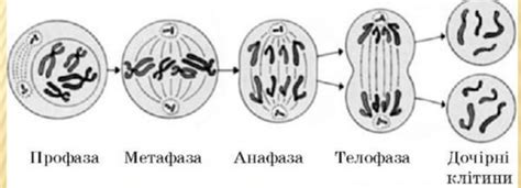 2 Віднайдіть клітини що знаходяться на різних фазах мітозу Школьные Знания Com