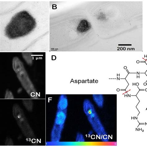 Pdf Cyanophycin Mediates The Accumulation And Storage Of Fixed Carbon In Non Heterocystous