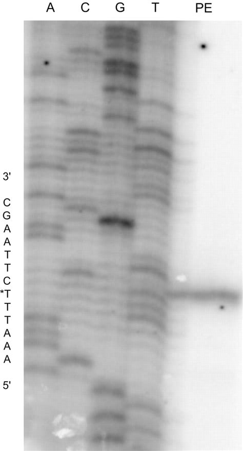 Primer Extension Analysis Of Dcus Transcription Initiation The 5 Ј