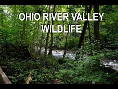 Ohio River Valley Wildlife Youtube