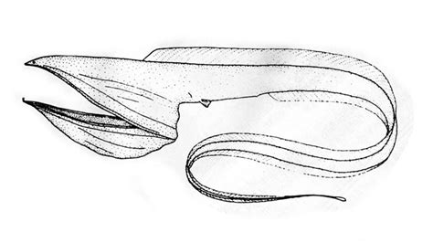 Gulper Eel