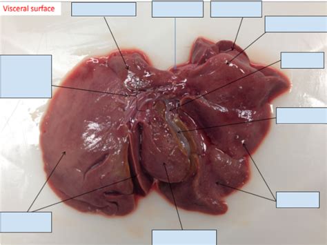 Diagram Of Anatomy Canine Liver Visceral Surface Quizlet