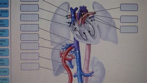 Solved Need Help Drag Labels To The Appropriate Location In