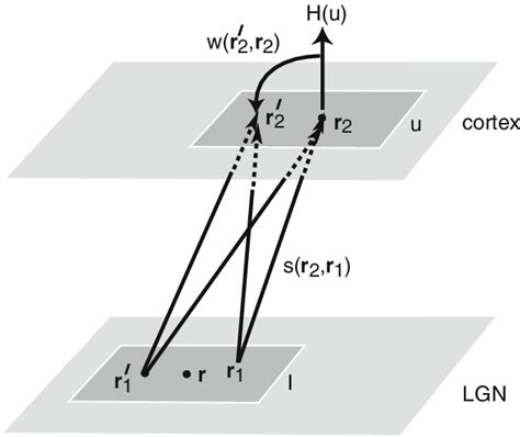 Basic Network Architecture Illustrating How A Localized Input I Download Scientific Diagram