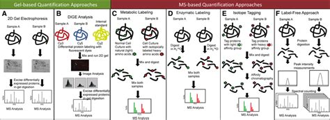 General Depiction Of Various Strategies In Differential Protein Download Scientific Diagram