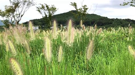 힐링 자연영상 Youtube