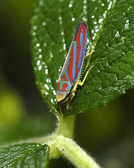 Tropical Bug In Ct Graphocephala Coccinea Bugguidenet