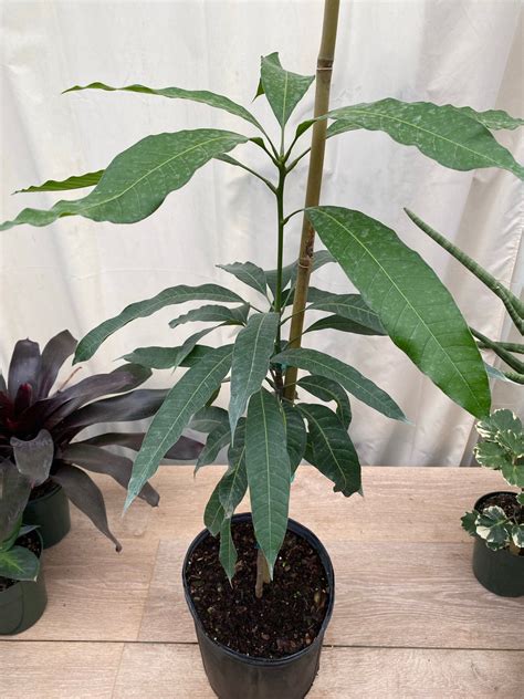 Tommy Atkins Mango Fruit Tree Manera Indica Eureka Farms