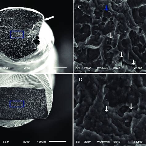 Scanning Electron Micrographs Of The Fracture Surface Of Separated