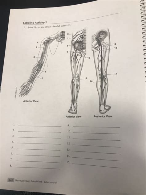 Solved SECTION LABORATORY Lab Report Nervous System Chegg