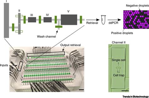 Microfluidics In Single Cell Virology Technologies And Applications Trends In Biotechnology