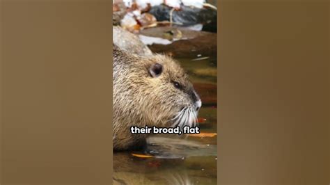 Beavers - Nature's Engineers #beavers #nature #animals - YouTube