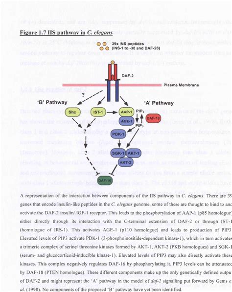 Figure 7 6 From Analysis Of The Daf 2 Insulin Igf 1 Receptor Gene In