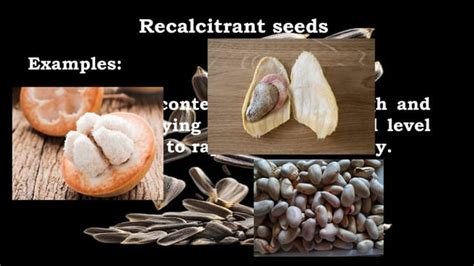 Methods Of Propagation Sexual And Asexual Propagation Pptx