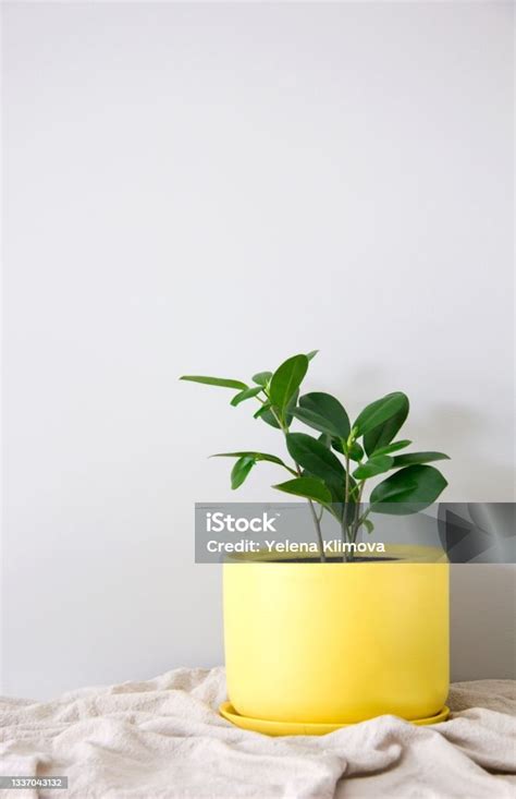 노란색 화분에 있는 선인장 식물이 회색 배경의 가벼운 원단위에 서 있습니다 객실 내부는 힙스터 스칸디나비아 스타일로 꾸며있습니다 빈 벽 복사 공간 0명에 대한 스톡 사진 및