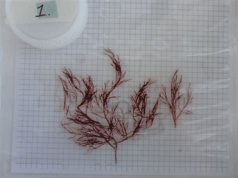 How Can I Accurately Calculate The Surface Area From A Picture Or Vector ResearchGate