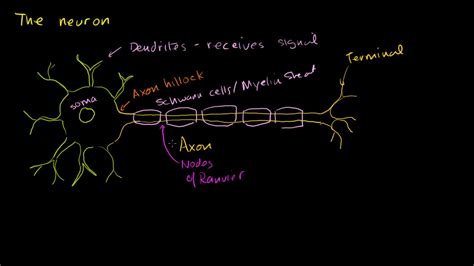 Pseudounipolar Neuron Vs Unipolar
