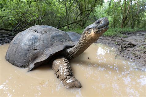 On La Croyait éteinte Depuis 100 Ans Une Tortue Géante Découverte