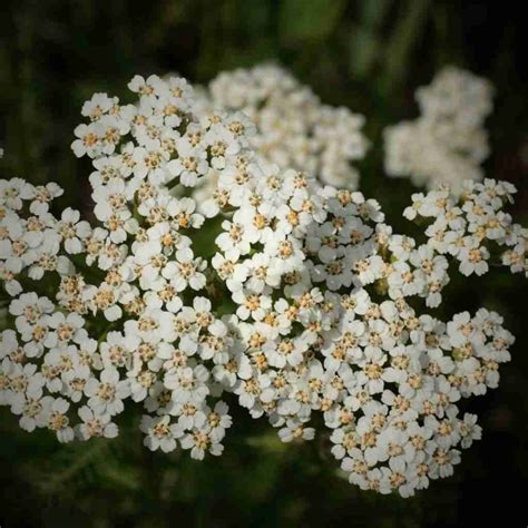 Yarrow Folklore Warrior Wisdom And Summer Magic The Outdoor Apothecary
