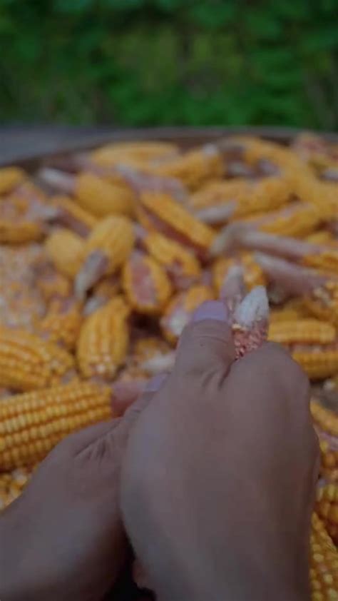 The Whole Growth Process Of Corn The Whole Growth Process Of Corn