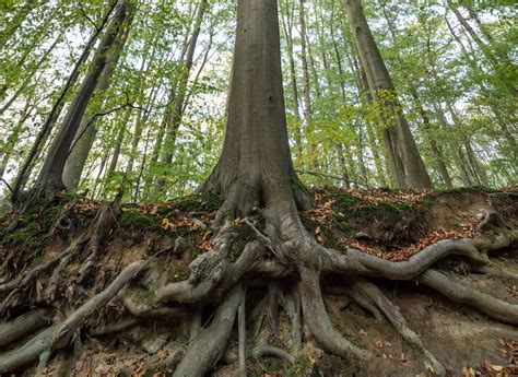 Tree Root Barrier Root Barrier Store