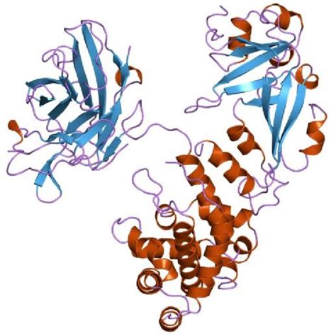 Section Of The Diphtheria Toxin Download Scientific Diagram