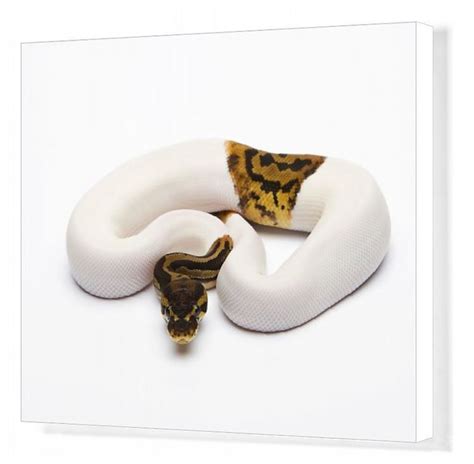 Prints Of Leopard Piebald Ball Python Or Royal Python Python Regius Male Python Regius