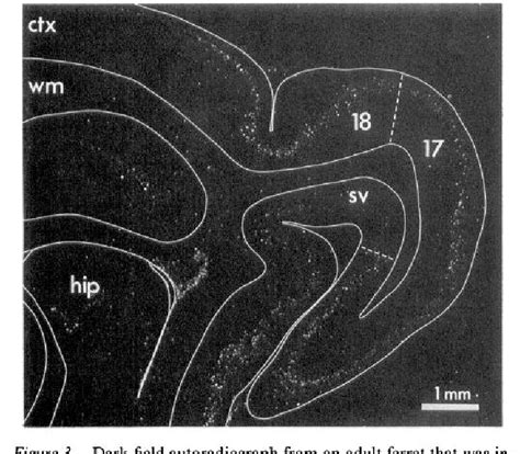 figure 3 from fates of visual cortical neurons in the ferret after