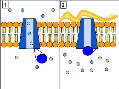 Diffusion Simple Facilitated TeachMePhysiology