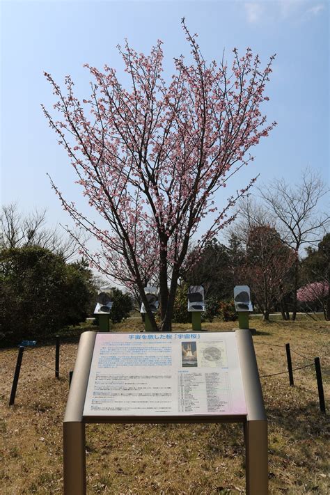 黒部市吉田科学館 4月になりました！科学館の桜が満開です。