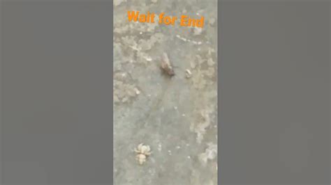 Makdi Ka Shikar 🙅 L Wait For End Youtube